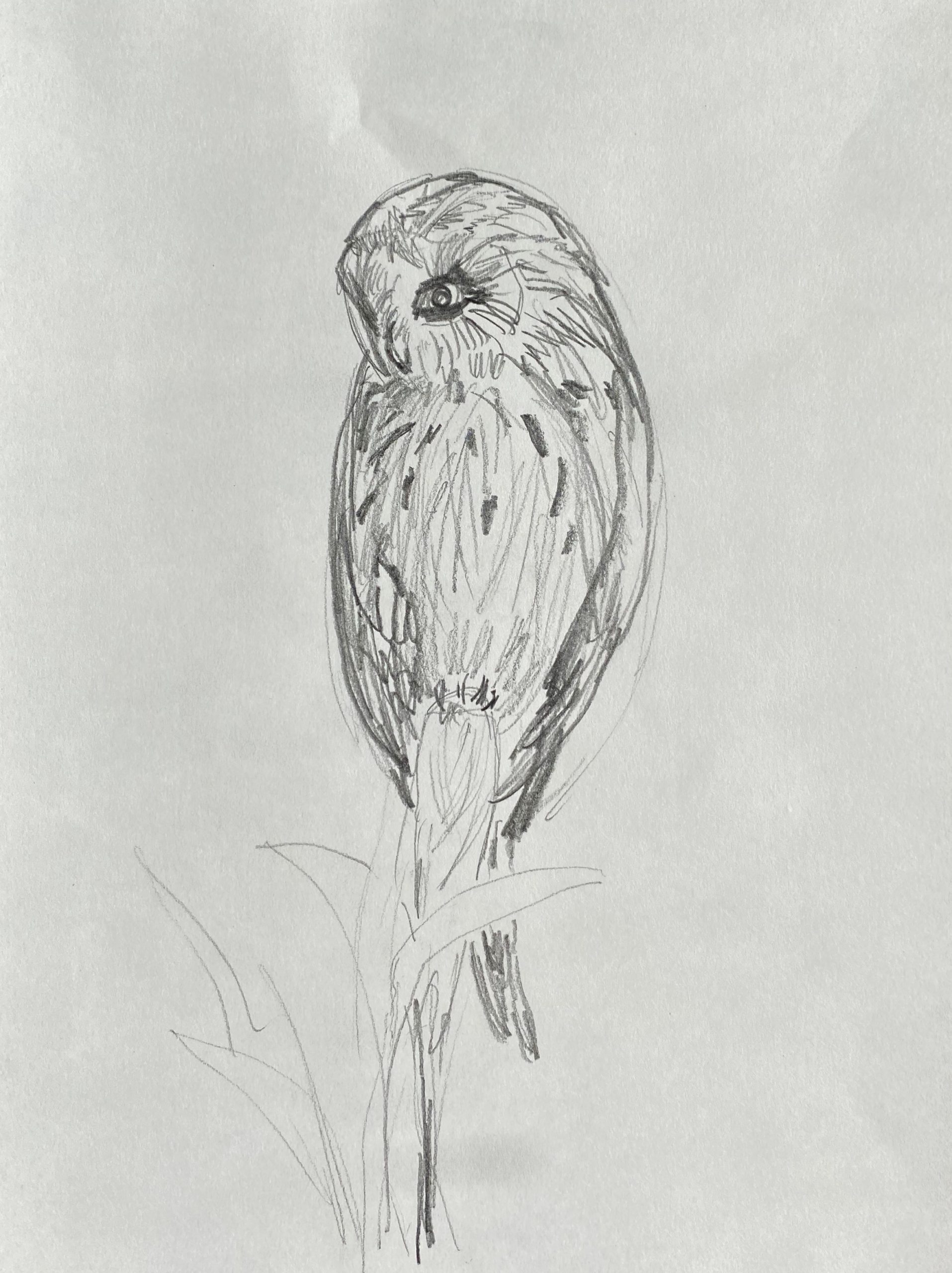 Ruling Pen and Ink Owl Drawing - Art With Miss Linda