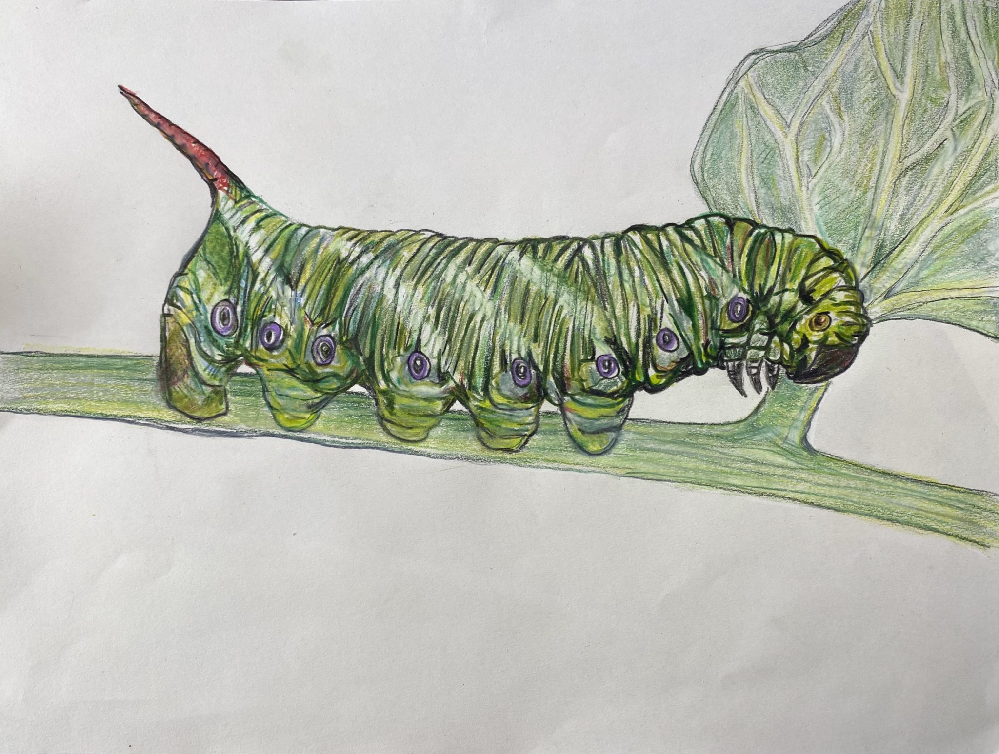 Colored Pencil Drawing Lesson – Module 2 - Art With Miss Linda