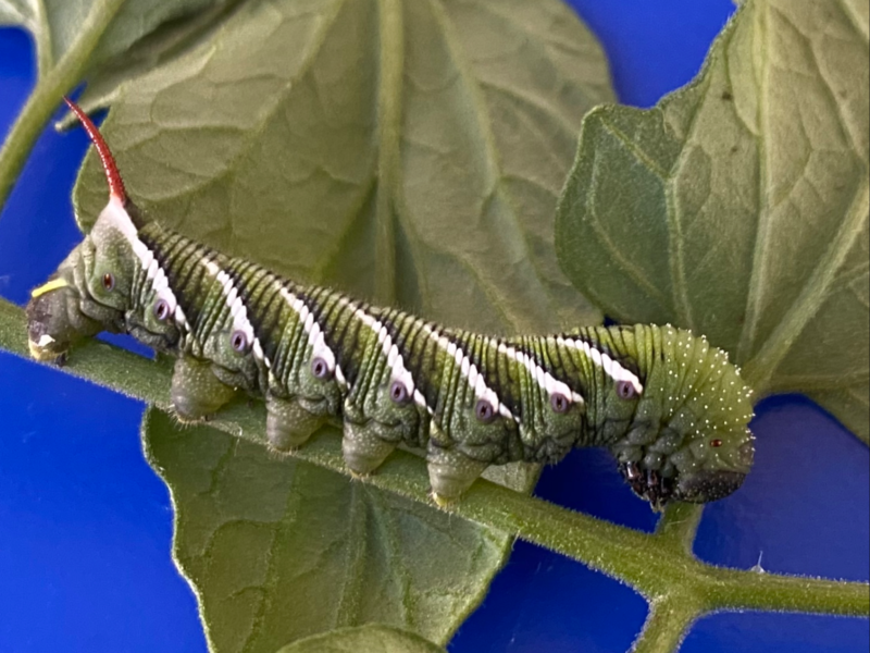 Colored Pencil Drawing Lesson – Module 2 - Art With Miss Linda