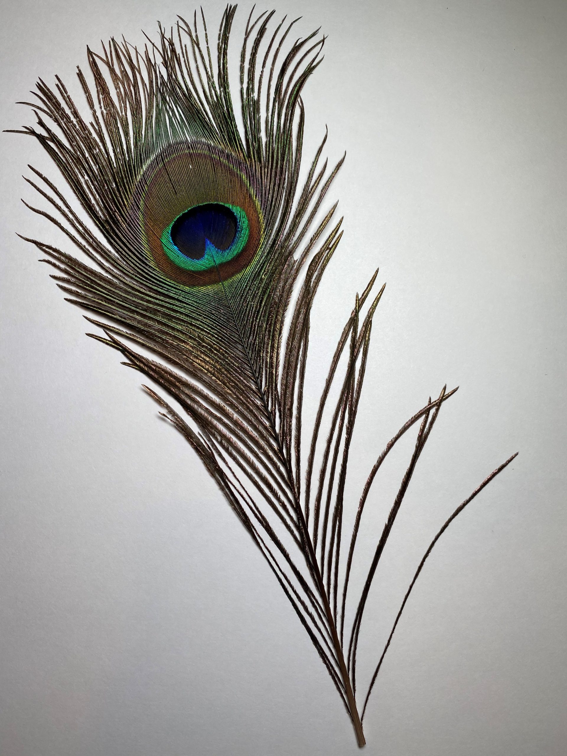 Pastel Drawing Techniques – Module 3 - Art With Miss Linda