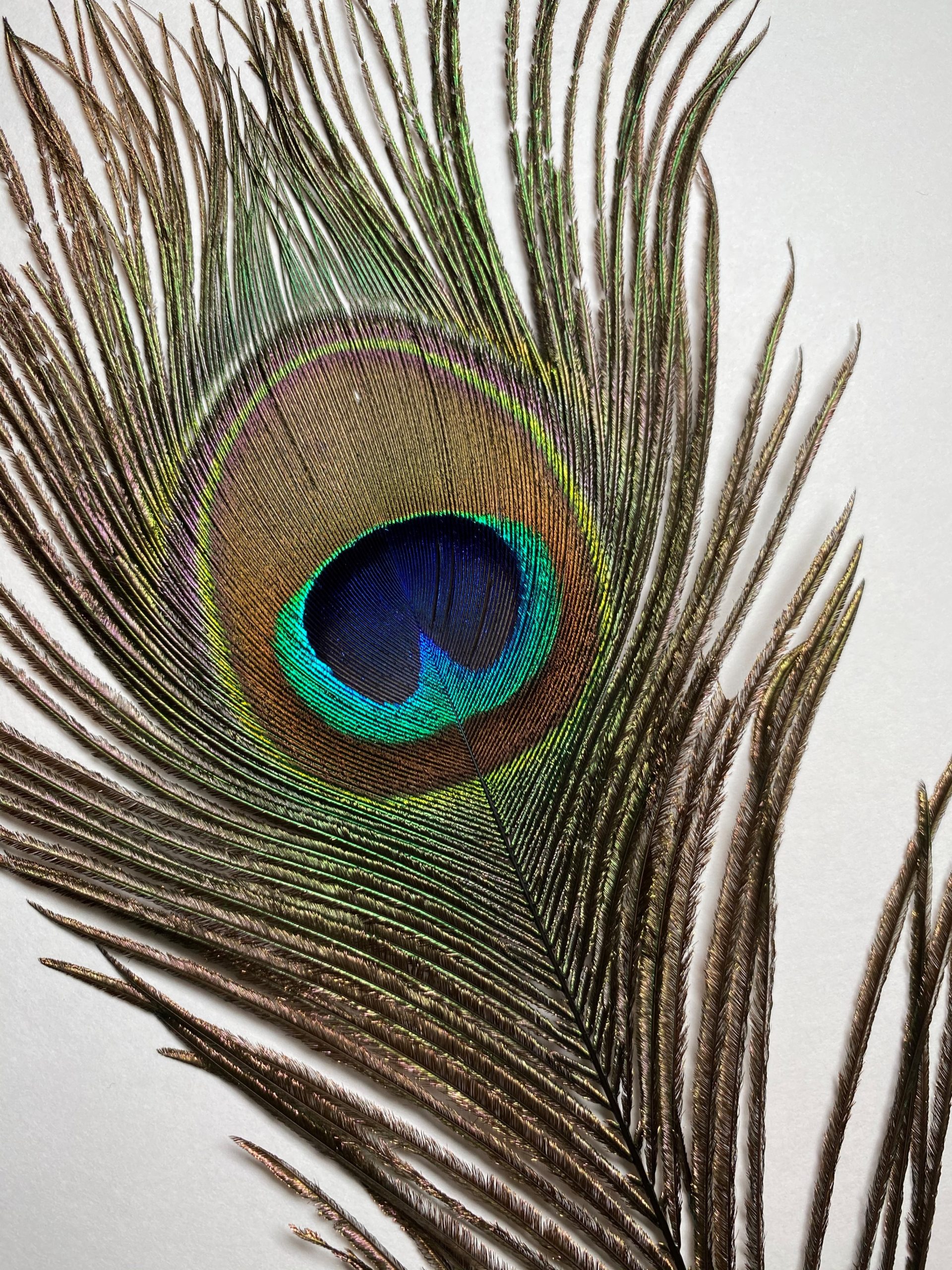 Pastel Drawing Techniques – Module 3 - Art With Miss Linda